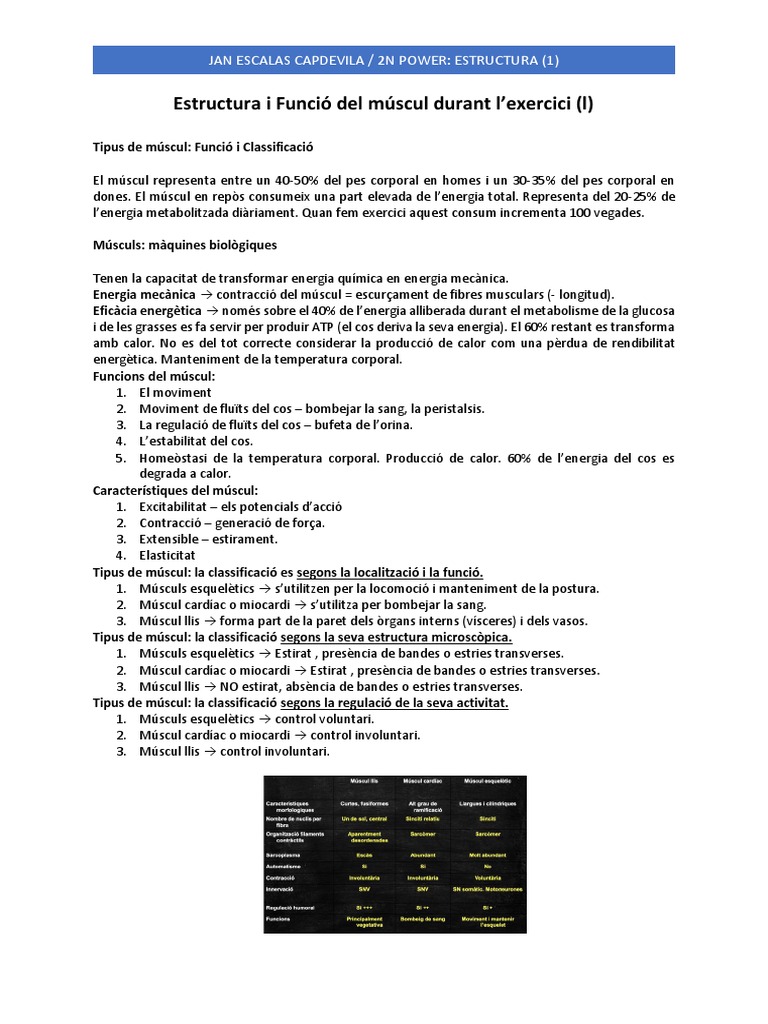 Estructura I Funció Del Múscul Durant L'exercici (L) | PDF