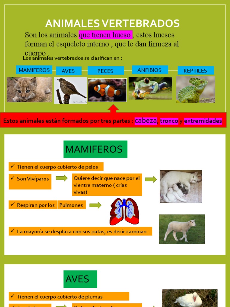 Animales Vertebrados | PDF | Artes del Lenguaje y Comunicación ...