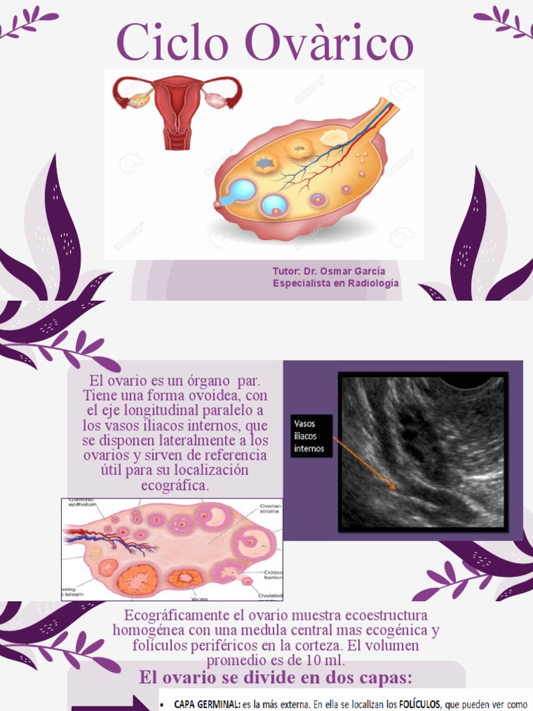 Ciclo Ovàrico | PDF | Ciclo menstrual | Ovario