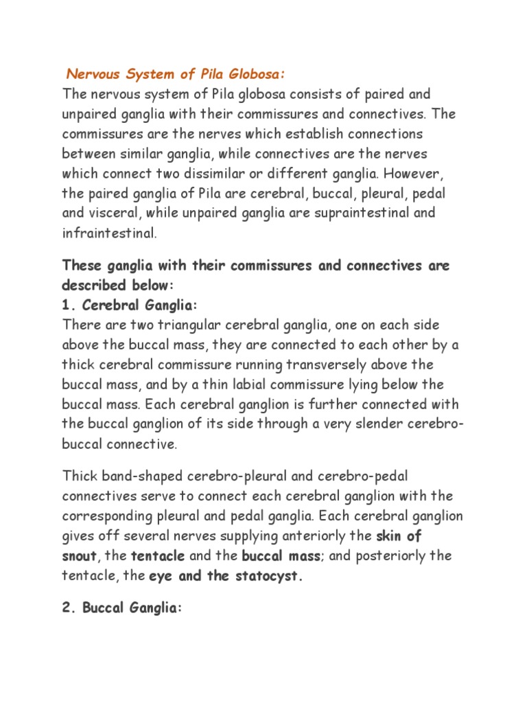 Pila | PDF | Anatomy | Human Anatomy