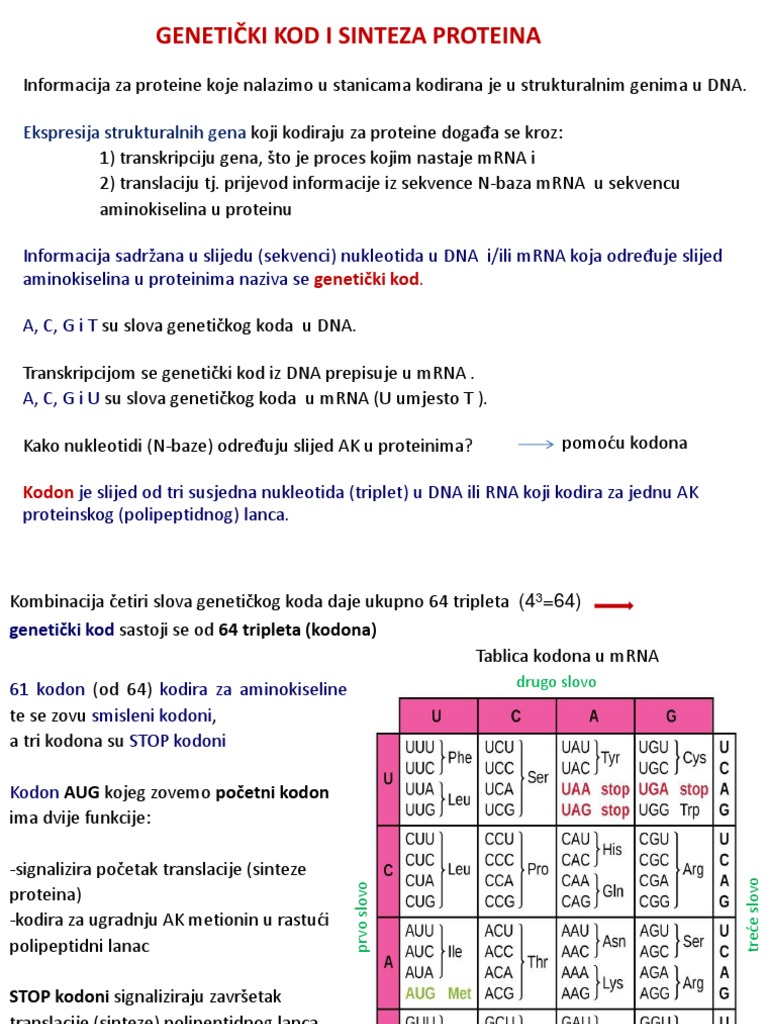 Genetički Kod I Sinteza Proteina | PDF