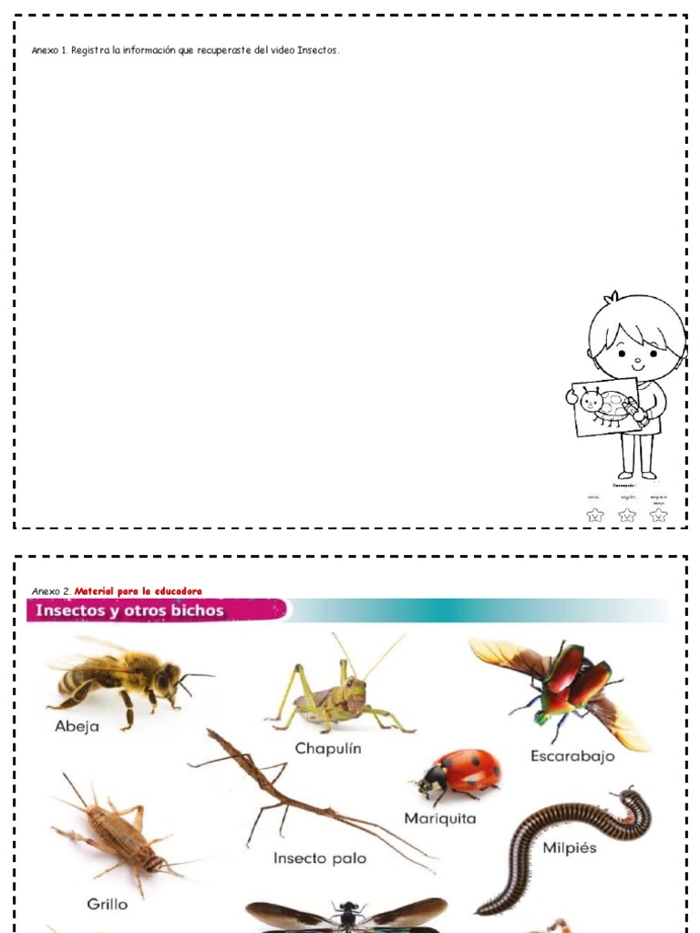 Proyecto Bichos Anexos Pdf