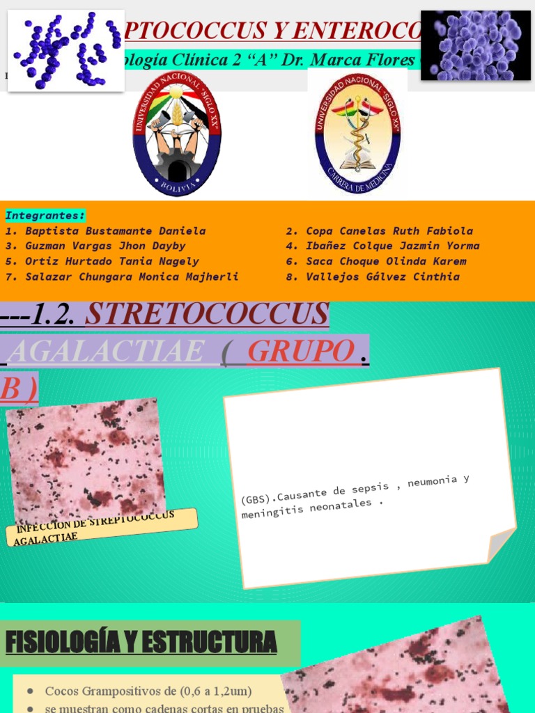 Streptococcus Y Enterococcus: (Bacteriología Clínica 2 "A" Dr. Marca Flores Grover) | PDF ...