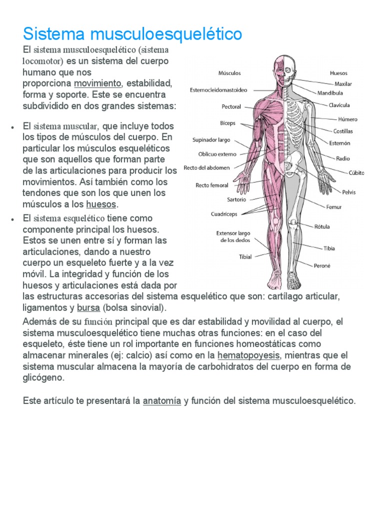Sistema Musculoesquelético | PDF