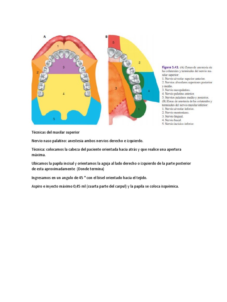 Guia de Tecnicas. | PDF | Diente | Anatomia animal
