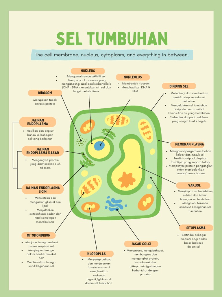 Plant Cell | PDF