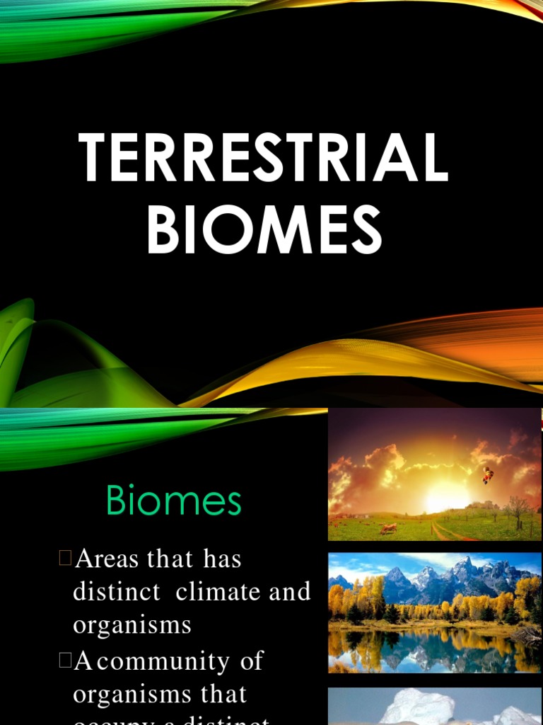 Overview of Major Terrestrial Biomes | PDF | Forests | Rain