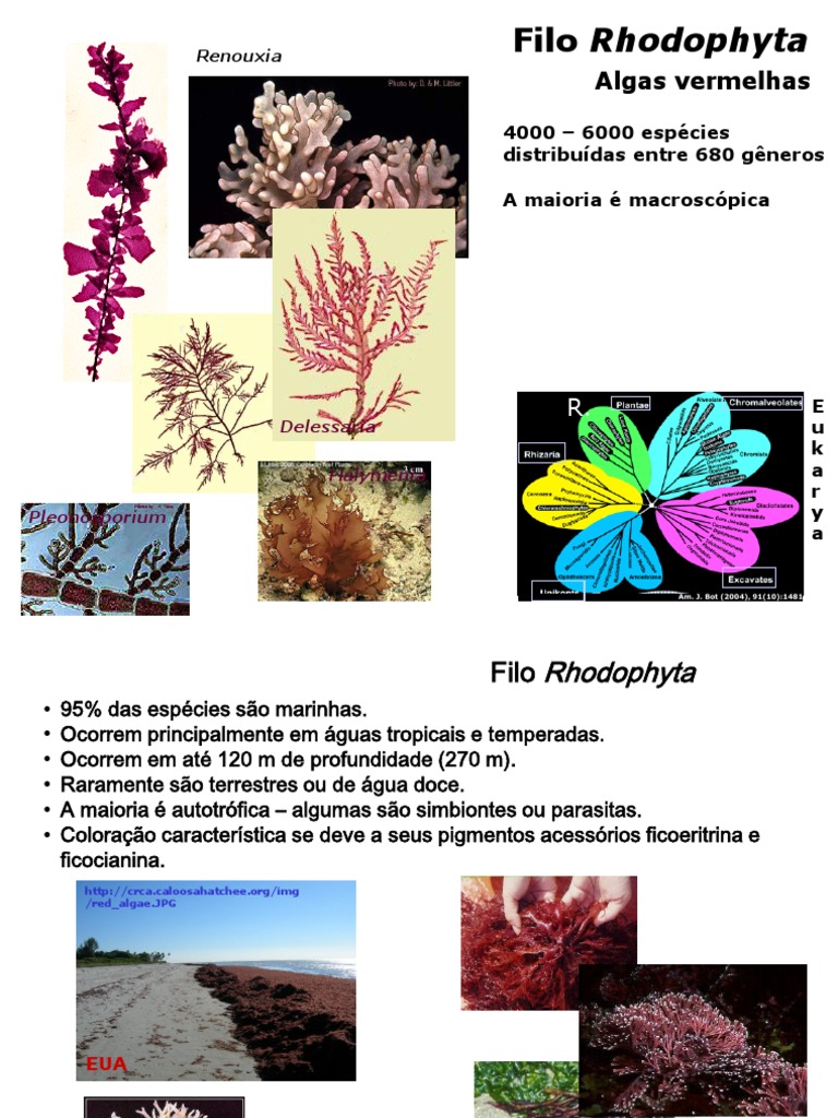 Características morfológicas e ciclos de vida das algas vermelhas (Filo Rhodophyta) | PDF ...