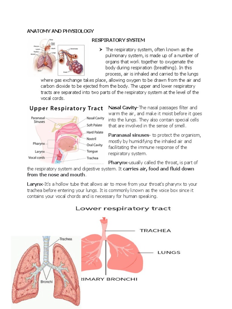 Anatomy and Physiology | PDF | Respiratory Tract | Respiratory System