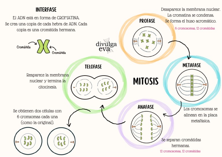 Mitosis | PDF