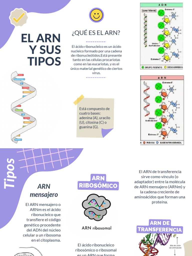 Tipos de ARN y sus funciones | PDF