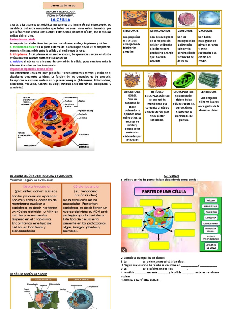 FICHA LA CÉLULA (1) | PDF | Citoplasma | Biología Celular)