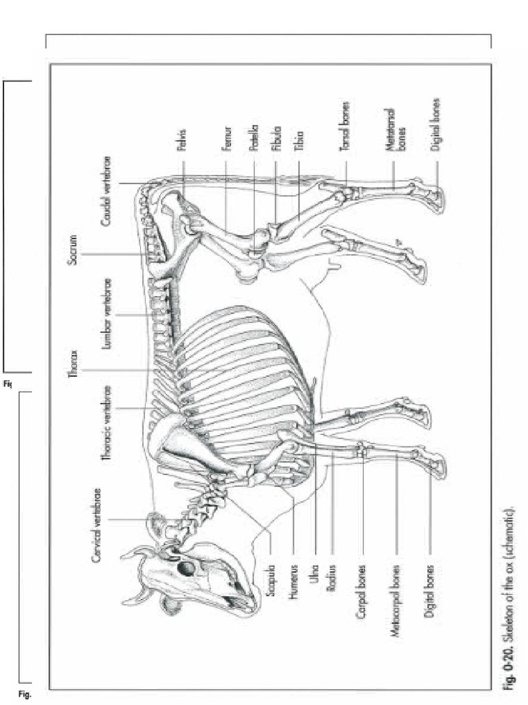 esqueleto de animales | PDF