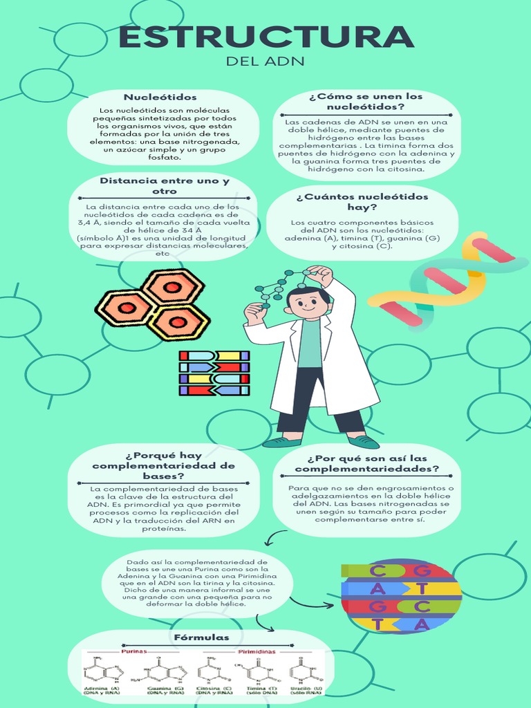 INFOGRAFÍA ESTRUCTURA DEL ADN-Laura G, David M y Marc | PDF | Adn | Nucleótidos