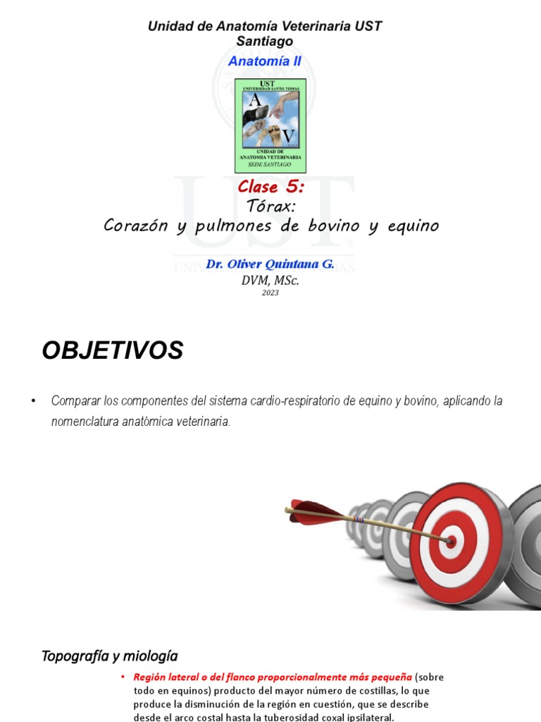 Tórax: Corazón y Pulmones de Bovino y Equino: Clase 5 | PDF | Tórax ...