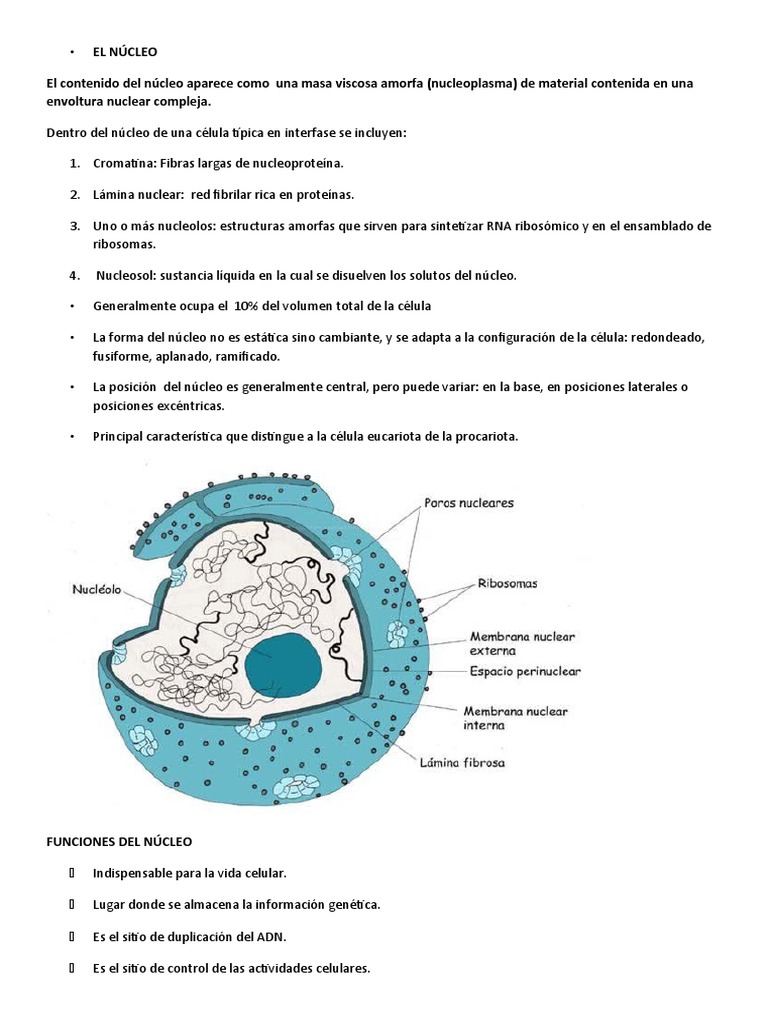 El Contenido Del Núcleo Aparece Como Una Masa Viscosa Amorfa (Nucleoplasma) de Material ...