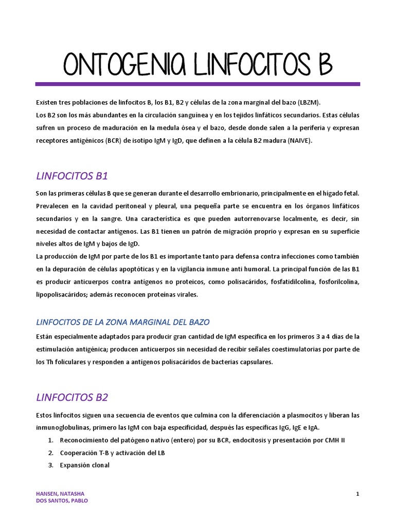 Ontogenia Linfocitos B | PDF | Linfocitos | Célula B