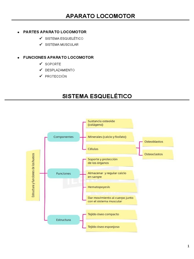 Resumen Esquema M2 | PDF | Hueso | La columna vertebral
