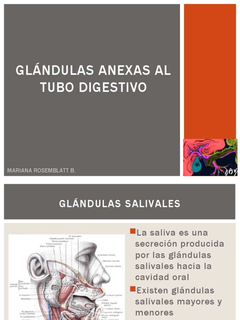 Histologia GlÃ¡ndulas Anexas Al Tubo Digestivo - Con Imagenes | Descargar gratis PDF | Páncreas ...
