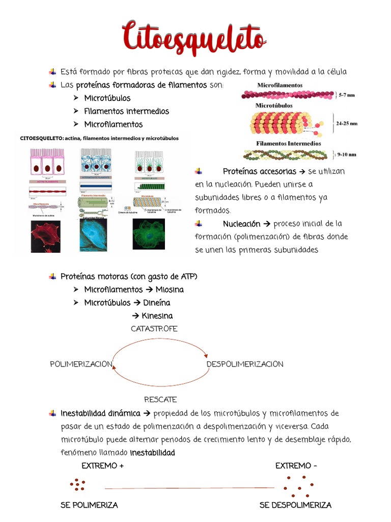 Citoesqueleto | PDF | Microtúbulos | Actina