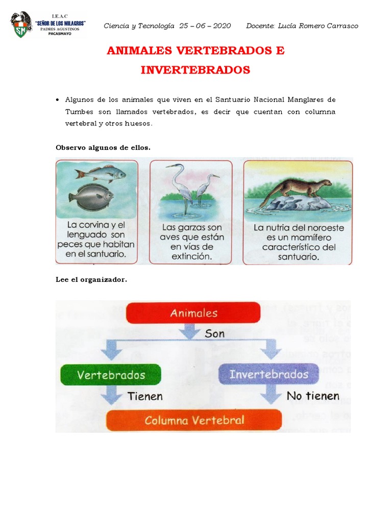Animales Vertebrados e Invertebrados | PDF