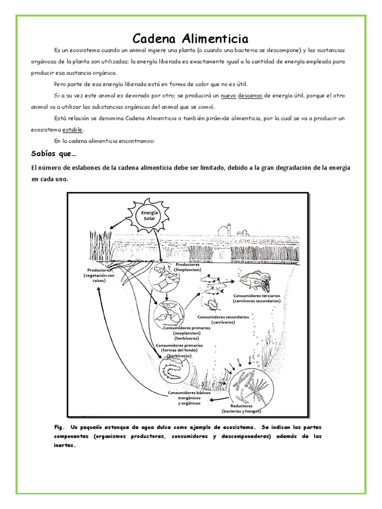 Las-Cadenas-Alimenticias o Troficas | PDF | Naturaleza | Biología
