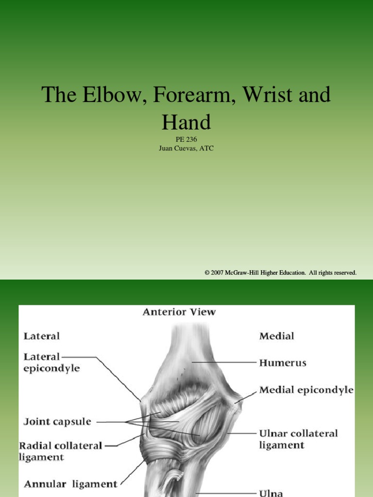 The Elbow, Forearm, Wrist and Hand: PE 236 Juan Cuevas, ATC | PDF ...