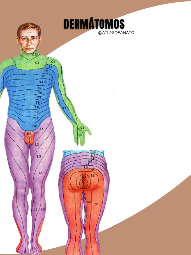 Dermátomos | PDF | Nervo | Medula espinhal