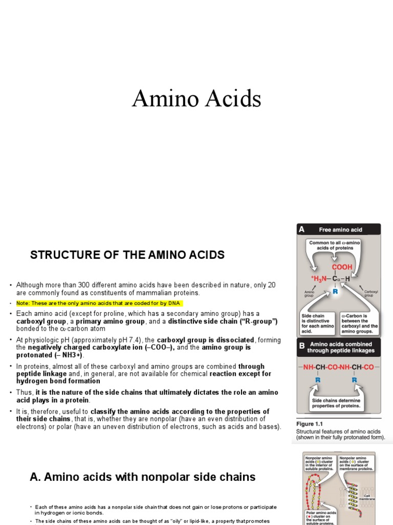 Amino Acids | PDF | Amino Acid | Acid