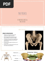 Anatomy of the Pelvis Explained | PDF | Pelvis | Vertebra