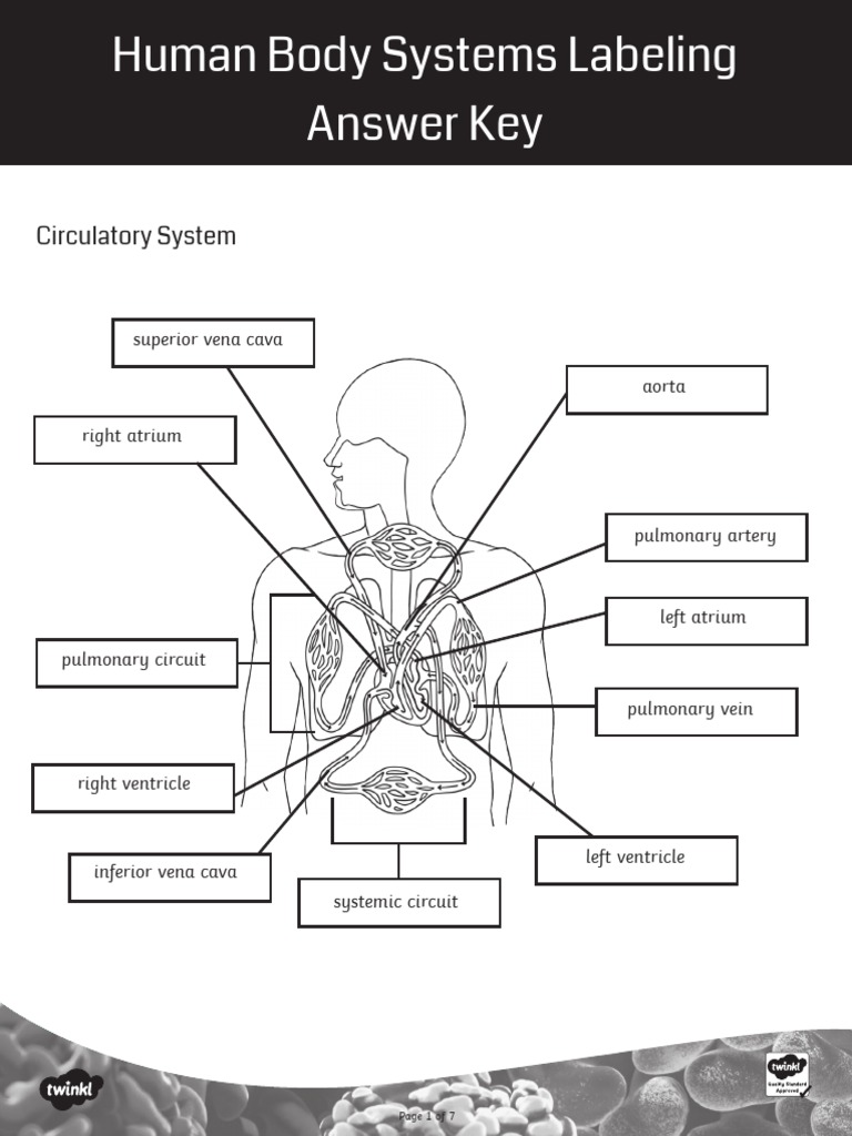 Answer Key Human Body Systems Labeling Activity | PDF | Lung | Atrium ...