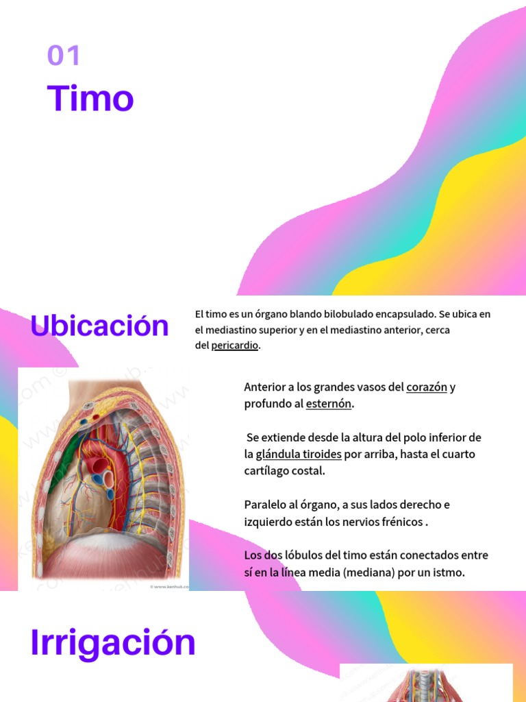 Presentación de Timo | PDF | Timo | Anatomia animal