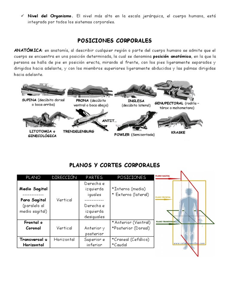 GENERALIDADES Anatomía Part.3 | PDF