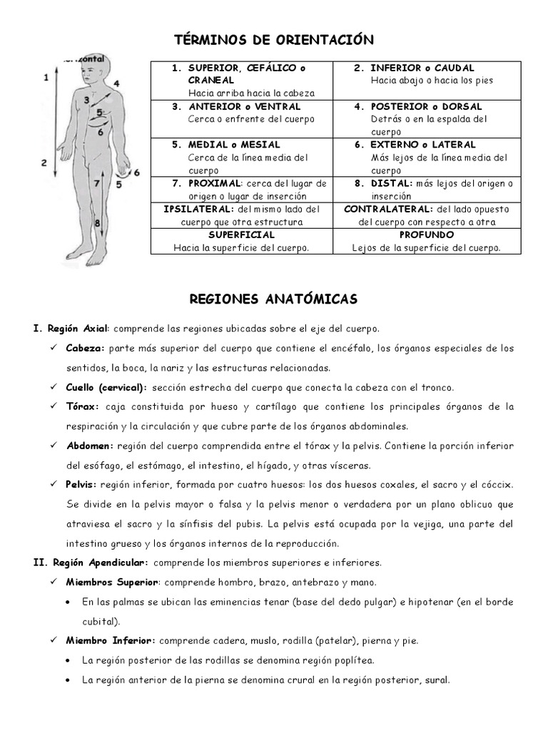 Terminología anatómica básica | PDF | Pelvis | Abdomen