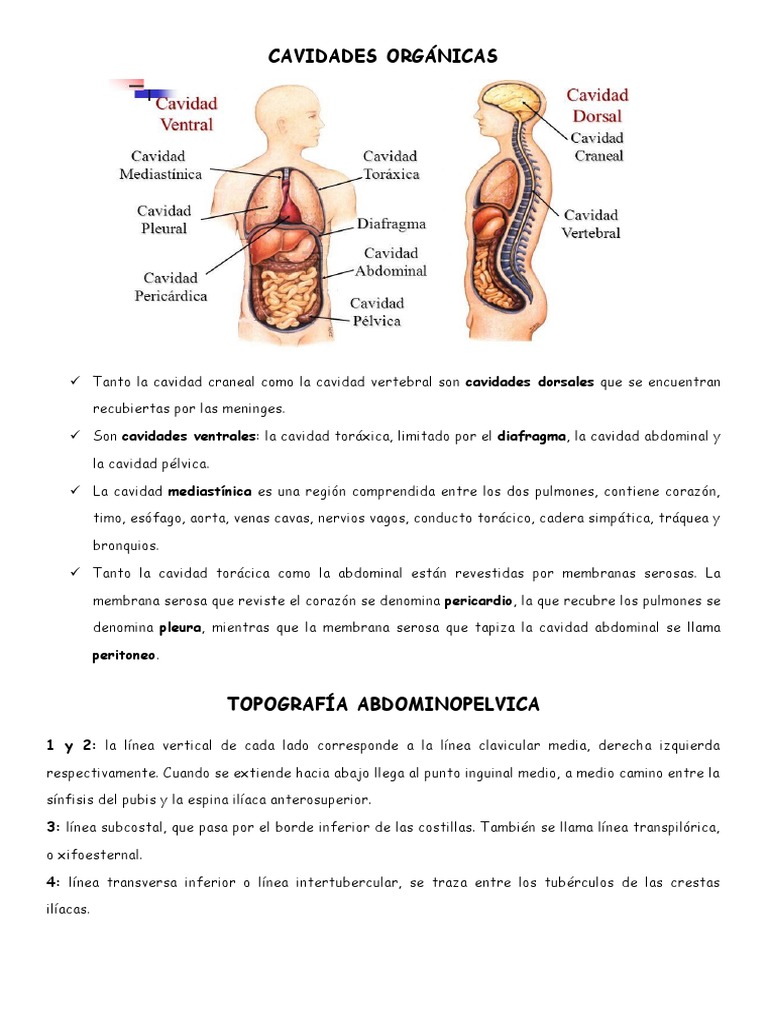 GENERALIDADES Anatomía Part.5 | PDF