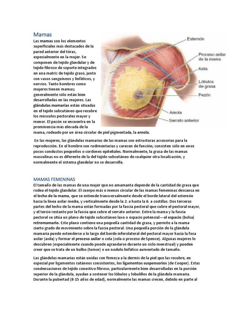 Mamas | PDF | Pecho | Lactancia