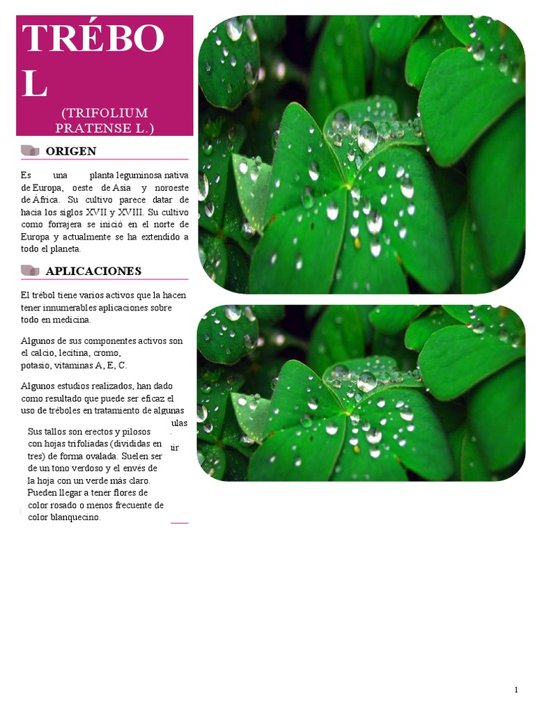 Tipos y propiedades del trébol | PDF | Hogar, jardinería y bricolaje ...