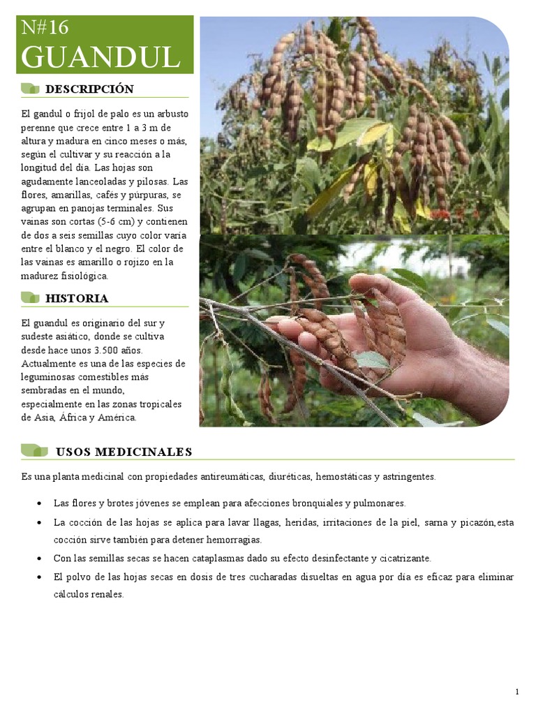 GUANDUL | PDF | Semilla | Cosecha