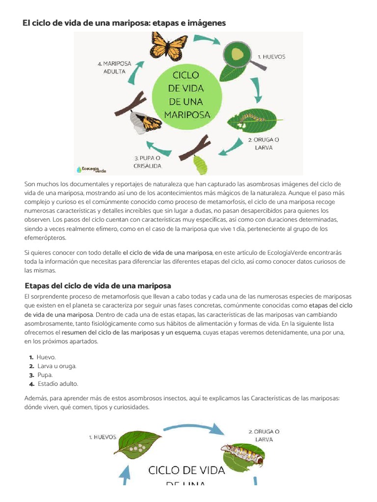 El Ciclo de Vida de Una Mariposa: Etapas e Imágenes | PDF | Mariposa ...