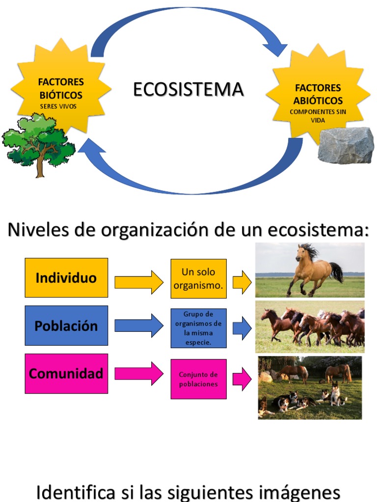 Ecosistema (Niveles de Organización) | PDF