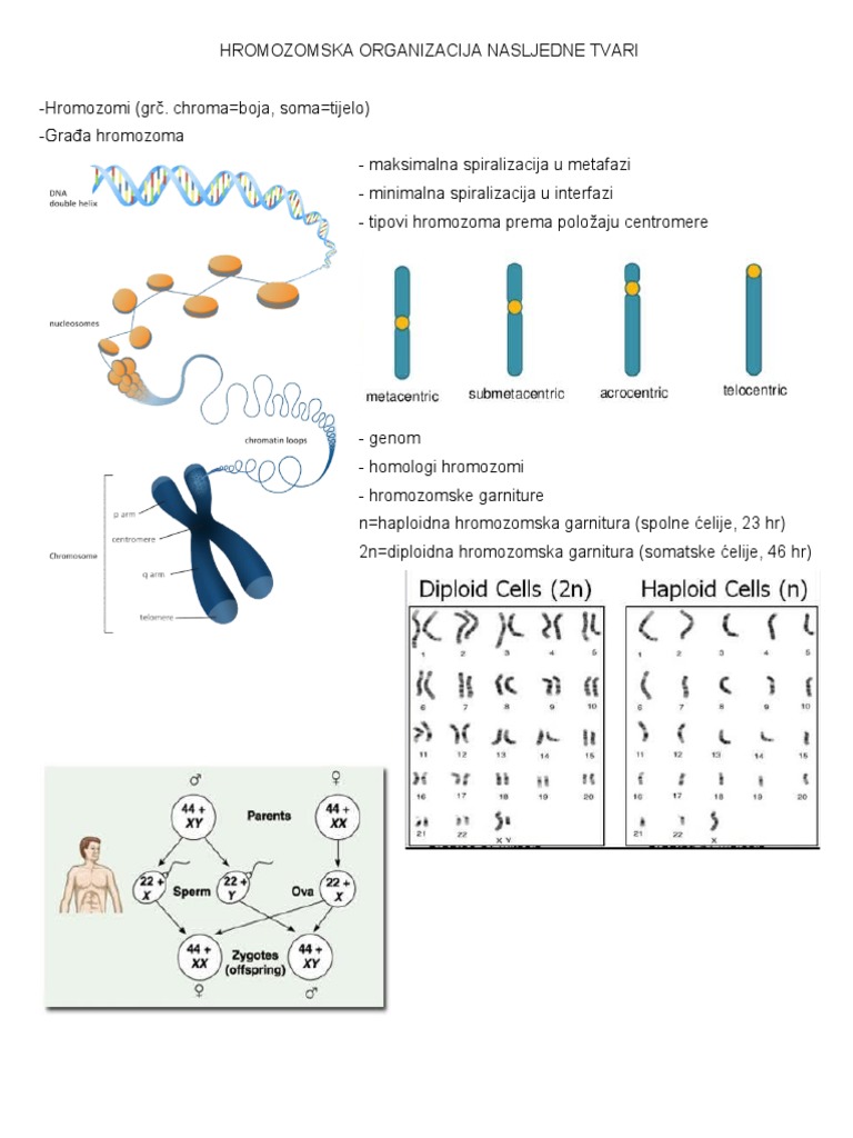 HROMOZOMSKA ORGANIZACIJA NASLJEDNE TVARI (1) | PDF