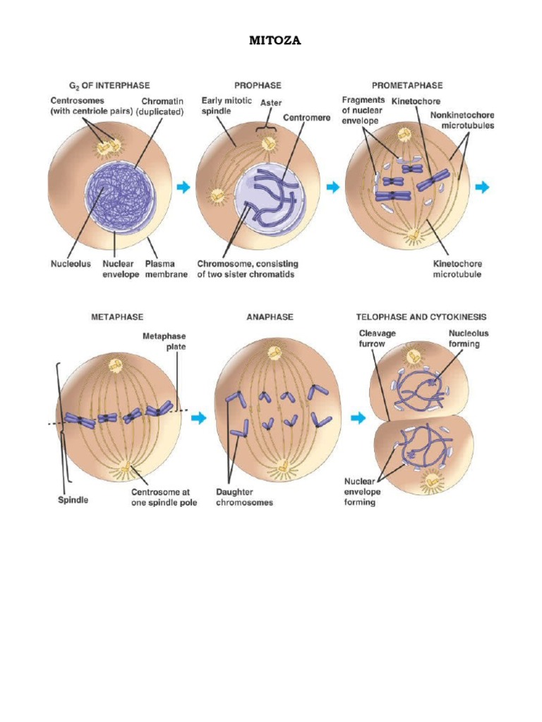Mitoza I Mejoza | PDF