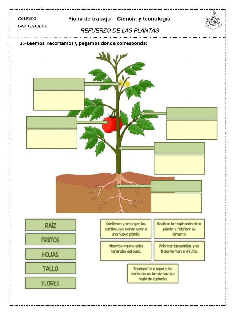 Ficha Refuerzo de Las Plantas | PDF