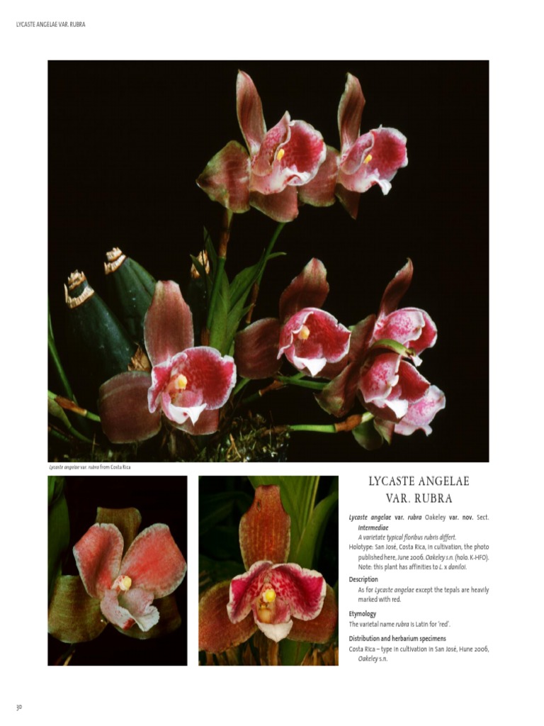 Lycaste Angelae Var. Rubra Costa Rica Orchid | PDF