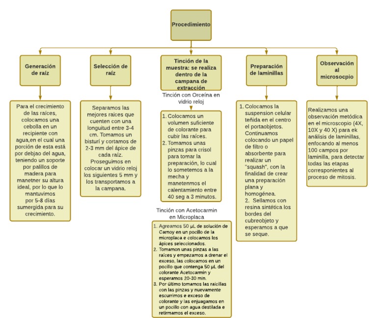 Tinción de raíces con acetocarmin | PDF | Laboratorios | Química