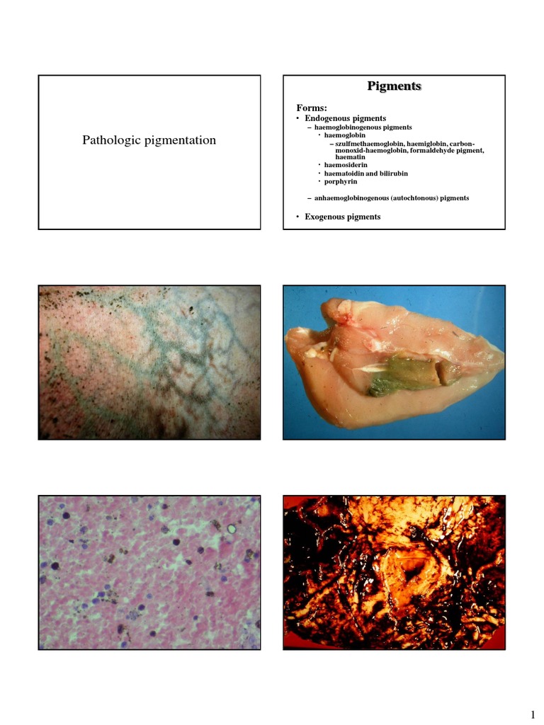 Pigmentos | PDF | Anatomy | Medical Specialties