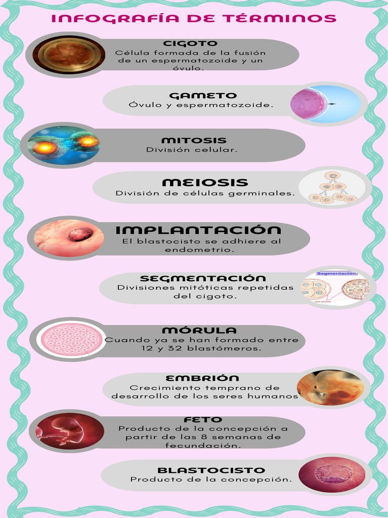 Infografía de Términos de Embriología | PDF