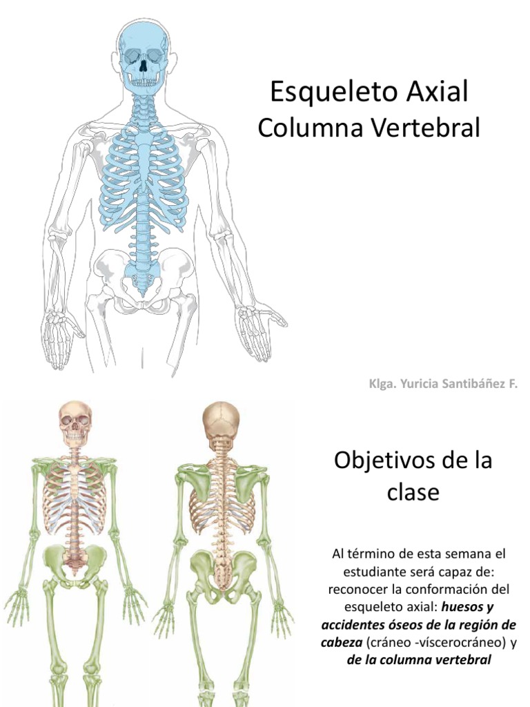 Esqueleto Axial-Columna | PDF | Vértebra | La columna vertebral