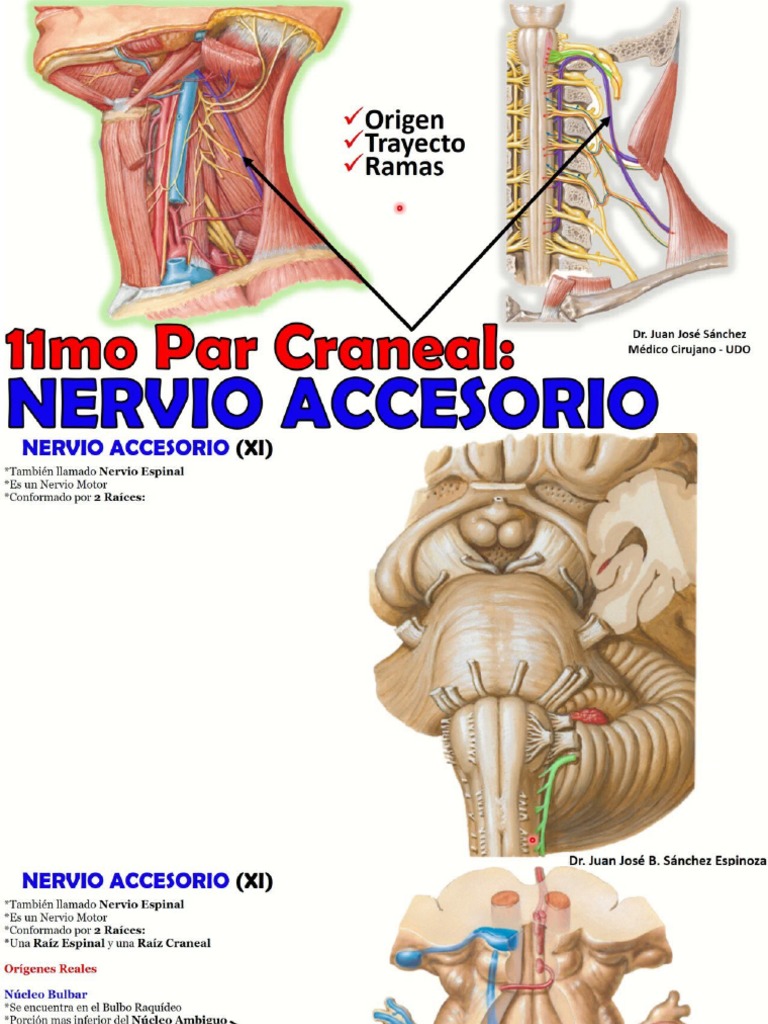 Nervio Accesorio | PDF