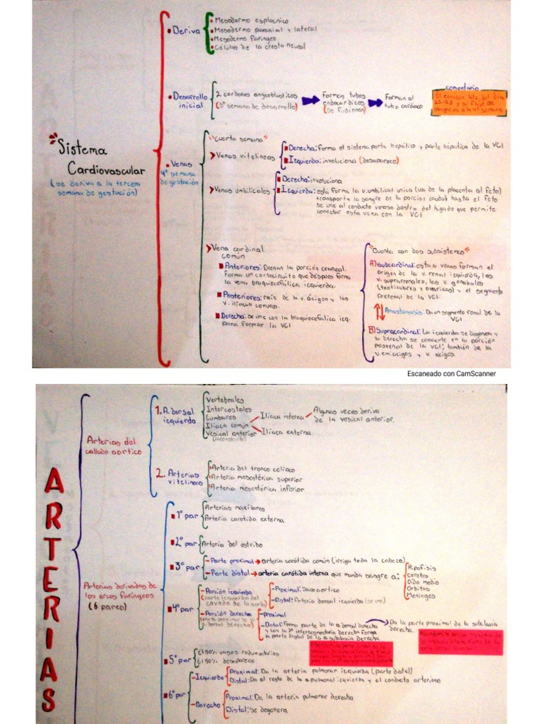 Esquemas Embriología | PDF